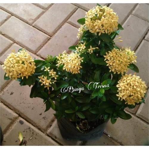 Jual Tanaman hias asoka jamban kuning / bunga soka kuning cantik ...