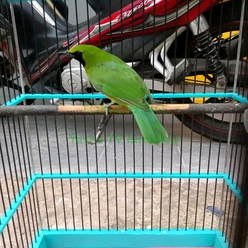 Jual Burung Cucak Ijo Mini Gacor - Jakarta Selatan - Yasha TV Birdshopp ...