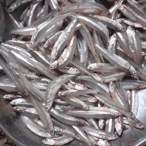Jual ikan teri basah segar - 500 Gram, Utuh - Jakarta Pusat - Ikan ...