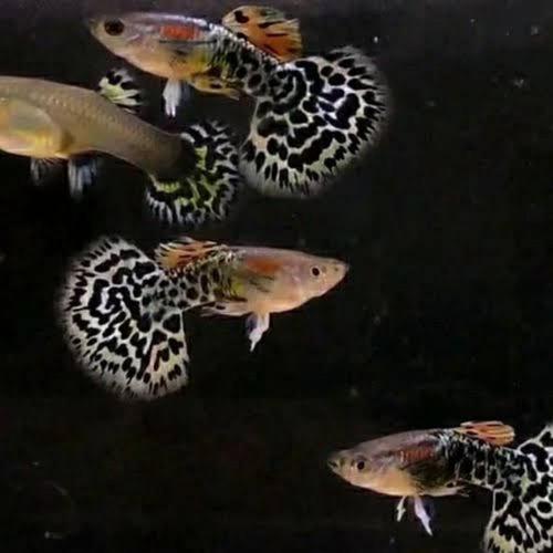 Jual IKAN Hias Guppy Leopard - betina - Kota Depok - jayaguppy | Tokopedia