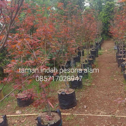 Jual pohon red maple japanese ukuran 2 meter - red maple - Kab. Bogor ...