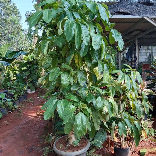 Jual pohon hias indoor/outdoor walisongo tinggi 2 meter - Kab. Bogor ...