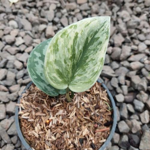 Jual Scindapsus Hologram (Silver knight variegata) - Kab. Lumajang ...