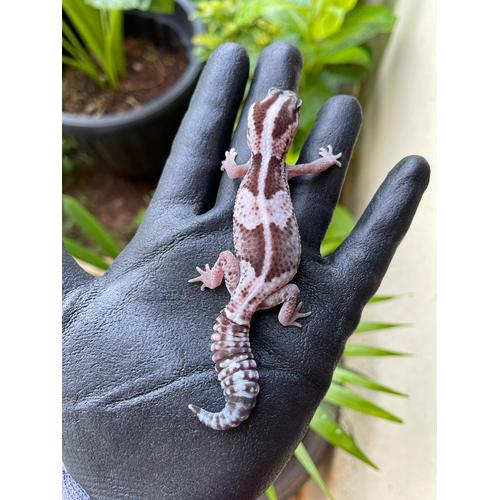 Jual VIP GECKO - AFT GECKO - AFRICAN FAT TAILED GECKO ADULT - F OREO ...