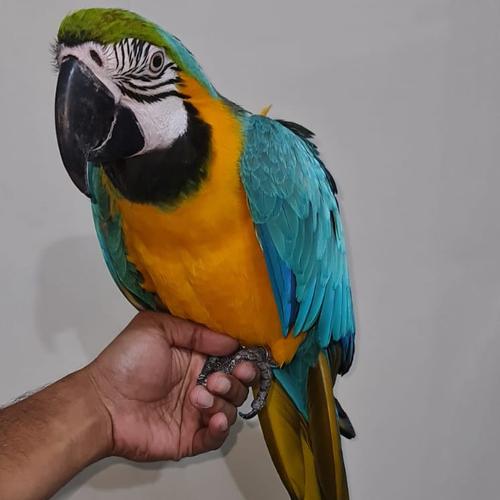 Jual burung blue and gold macaw bng - Kota Bekasi - Galaxy Parrot ...