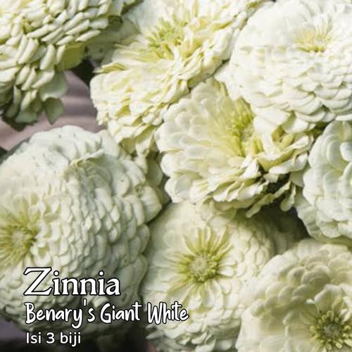 Jual zinnia benary's giant white benih - Kota Cilegon - kebun.emma | Tokopedia