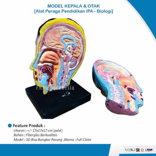 Jual Alat peraga model kepala dan otak [Alat Peraga Pendidikan IPA ...