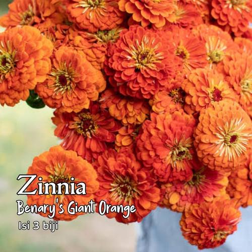 Jual Zinnia benary's giant orange benih - Kota Cilegon - kebun.emma | Tokopedia