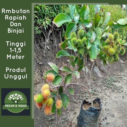 Jual tanaman buah rambutan rapiah, binjai, pohon rambutan binjai ...