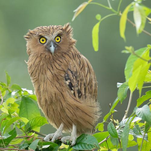 Promo Burung Hantu - Buffy Fish Owl Jinak - Barn Owl - Jakarta Selatan ...