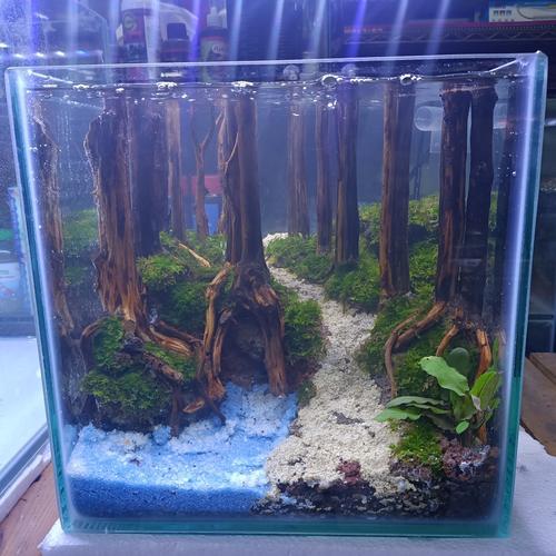 Promo Aquascape Design Tema Jungle Style utk Tank 30 Cm x 25 Cm x 30 Cm ...