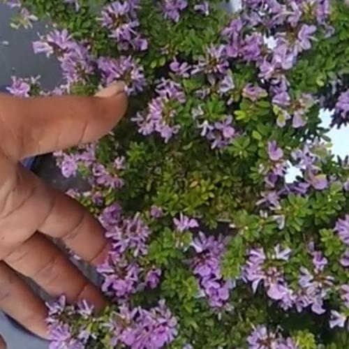 Jual pohon saeng simbur super micro Vietnam bunga ungu bahan bonsai ...