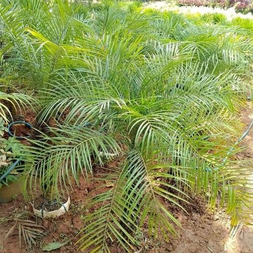 Jual pohon palem ponik - tanaman ponik - Kota Bogor - Tania Flowrist ...