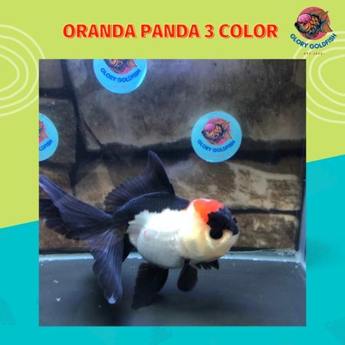 Promo Ikan Mas Koki Oranda Panda 3 Color / Panda 3c Super Quality - L ...