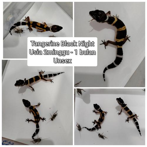 Jual Leopard Gecko Tangerine Blacknight Hitam Baby - Kab. Bekasi ...