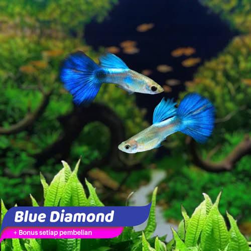 Jual Ikan Hias Guppy blue diamond - betina - Kota Depok - jayaguppy | Tokopedia