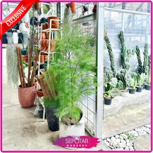 Jual cemara balon - tanaman hias cemara balon - tanaman cemara - Kab ...