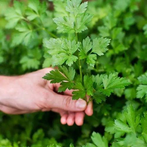 Jual bibit daun ketumbar coriander bumbu herbal tanaman cilantro yansui ...