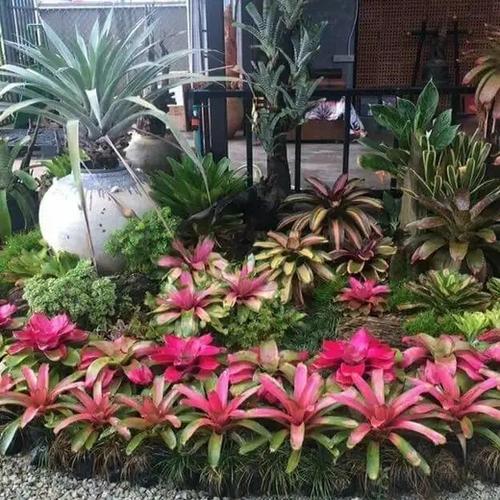 Jual Tanaman hias bromelia cantik cocok untuk taman kering - Jakarta ...