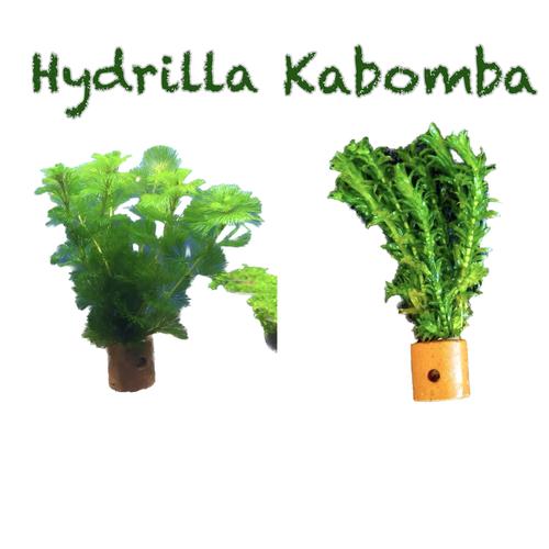 Jual HYDRILLA / KABOMBA Tanaman Hias Aquascape Air Tawar - HYDRILLA - Jakarta Barat - Kiddies ...
