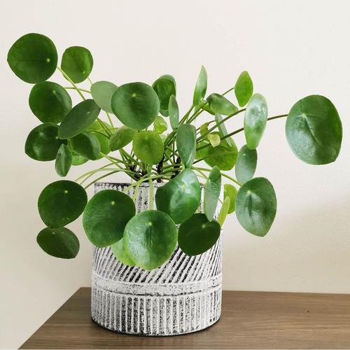 Jual Tanaman hias Chinese money plant/Peperomia pilea - Pilea Peperomia ...