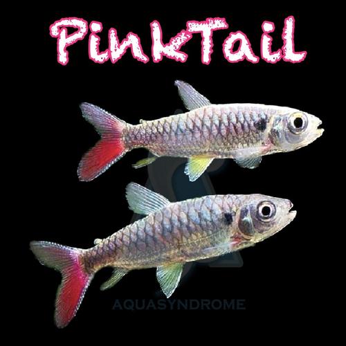 Jual PINK TAIL CHALCEUS Ikan Pinktail Characin Tankmate Ikan Pingtel ...
