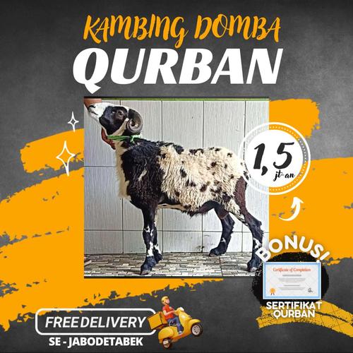 Jual KAMBING DOMBA QURBAN SUPER MURAH - Type ±35Kg, BETINA - Jakarta ...