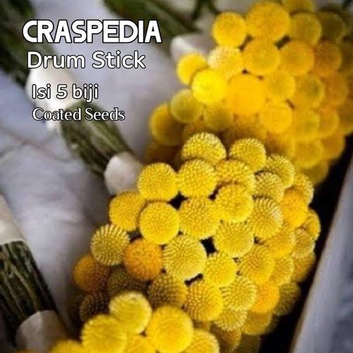 Jual benih craspedia drum stick coated seeds - Kota Cilegon - kebun ...