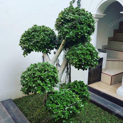 Jual tanaman hias bonsai beringin korea pohon bosai beringin dollar ...
