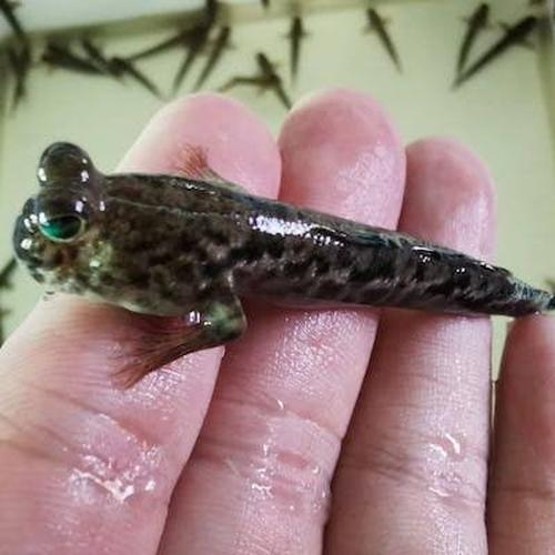 Jual ikan mudskipper amphibi paludarium - Kota Depok - OmKenStore ...