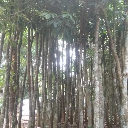 Jual pohon besar pule batang tunggal tinggi 3/5m - Kab. Bogor - kenzo ...