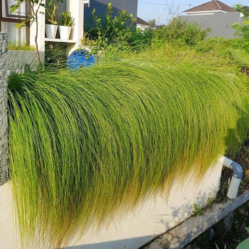 Jual Tanaman ilalang Ekor Kuda - Tanaman Ekor Kuda - Kota Depok ...