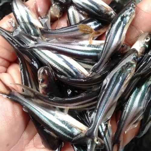 Jual Bibit Ikan Patin (Siap Tebar Kolam) - Kota Surabaya - Agent ...