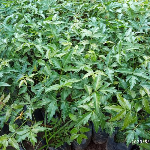 Jual bibit pohon mimba tanaman - Kab. Kediri - tanaman murah. COM ...