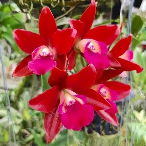 Jual Anggrek Loog Tone 'Red' CATTLEYA Bumi Orchids Mericlone - Kab ...