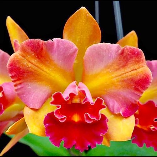 Jual Anggrek (Faye Miyamoto x President Fortune) x Kauai Star CATTLEYA Bumi - Dewasa - Kab ...