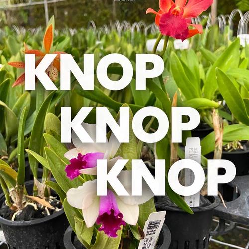 Jual KNOP KNOP Anggrek CATTLEYA Bumi Orchids Mericlone Kuntum Siap ...