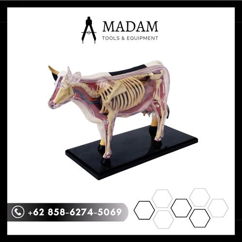 Jual Anatomi Organ Biologi Hewan Sapi 4D | Alat Peraga Sapi 4D - Kab ...