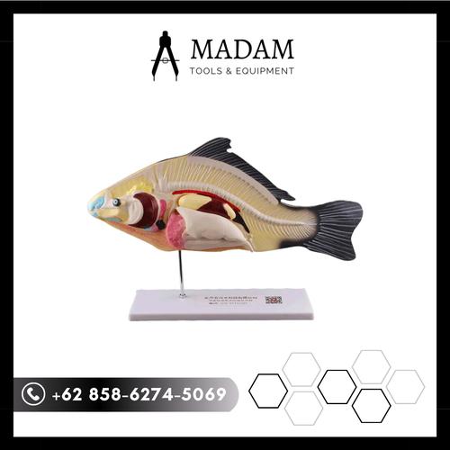 Jual Anatomi Ikan | Alat Peraga Ikan - Kab. Sidoarjo - Madam Surabaya ...