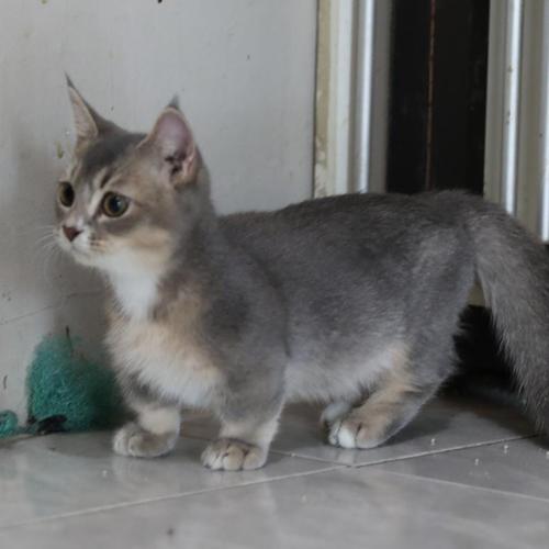 Jual Kucing munchkin british shorthair jantan blue golden - Kota ...