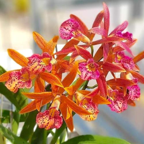 Jual Anggrek Rustic Spots CATTLEYA Bumi Orchids Mericlone - Kab ...