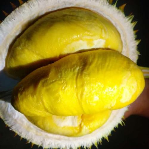 Jual Durian Bokor Kuning Bulat Utuh Fresh 2kg Manis Legit Strong Pait ...