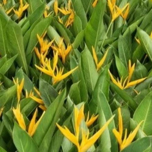 Jual heliconia bunga kuning/heliconia golden/pisang Pisangan bunga ...