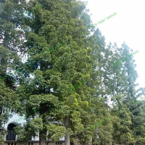 Jual Pohon damar agathis dammara tinggi 2m - 4m - Kota Depok - fatir ...