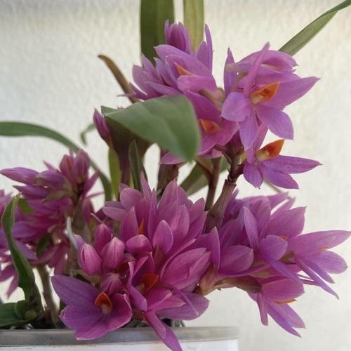 Jual Anggrek dendrobium mini hibiki - Kab. Bogor - yanflora | Tokopedia