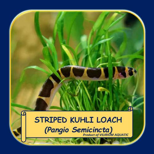 Jual IKAN HIAS AIR TAWAR - STRIPED KUHLI LOACH / BANDED KUHLI LOACH ...