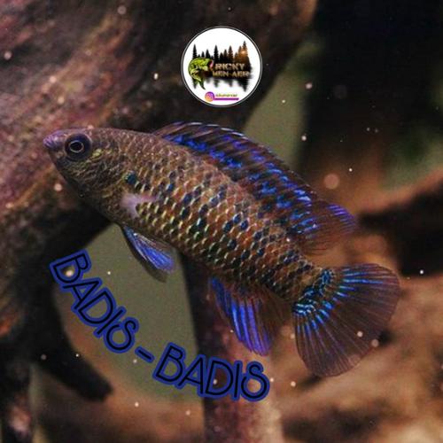Jual BADIS BADIS FISH - Kota Bekasi - RICKY MENAER | Tokopedia