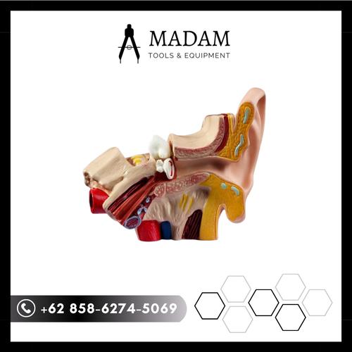 Jual Alat Peraga Telinga Manusia - Kab. Sidoarjo - Madam Surabaya ...