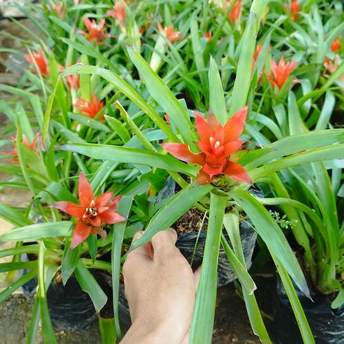 Jual Tanaman hias bromelia guzmania | tanaman bunga bromelia gusmania ...