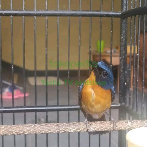 Jual Burung Tledekan Gunung Sumatera Voertotal Rajin - Jakarta Selatan ...